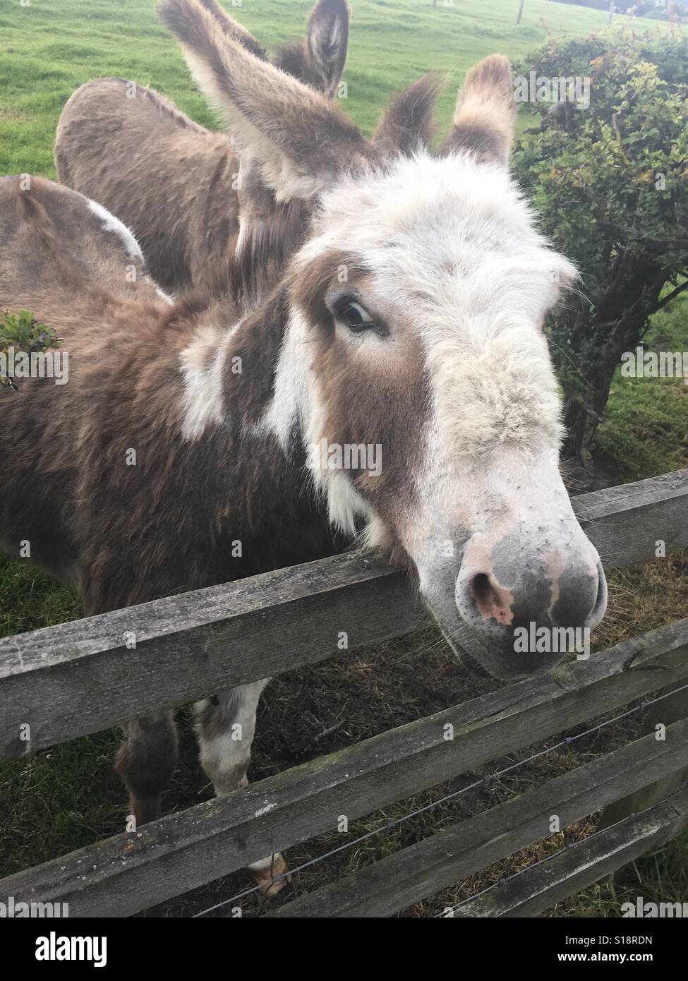Derrick the donkey Stock Photo - Alamy
