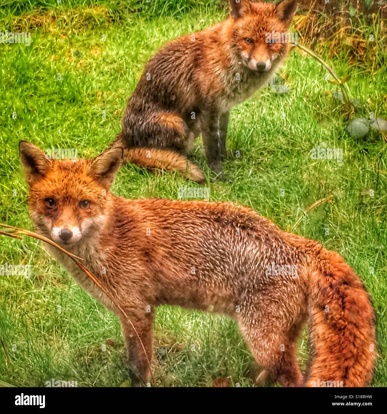 Urban Foxes High Resolution Stock Photography and Images - Alamy