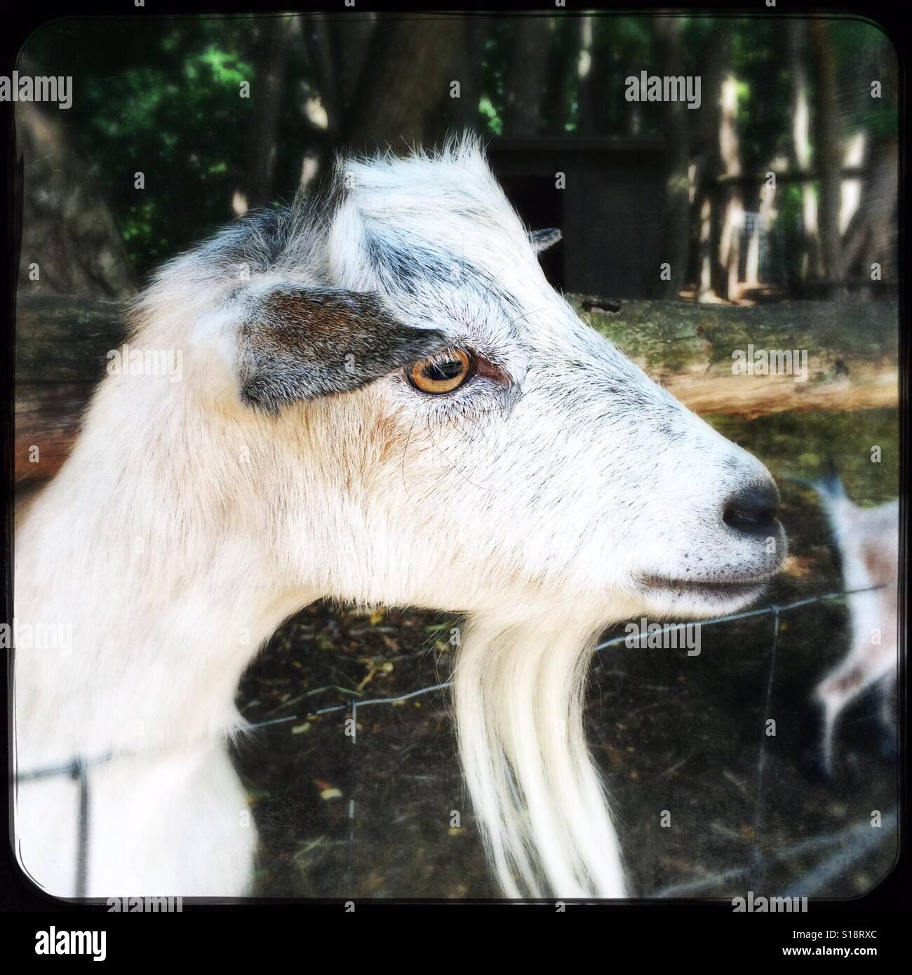 White goat petting zoo hi-res stock photography and images - Alamy