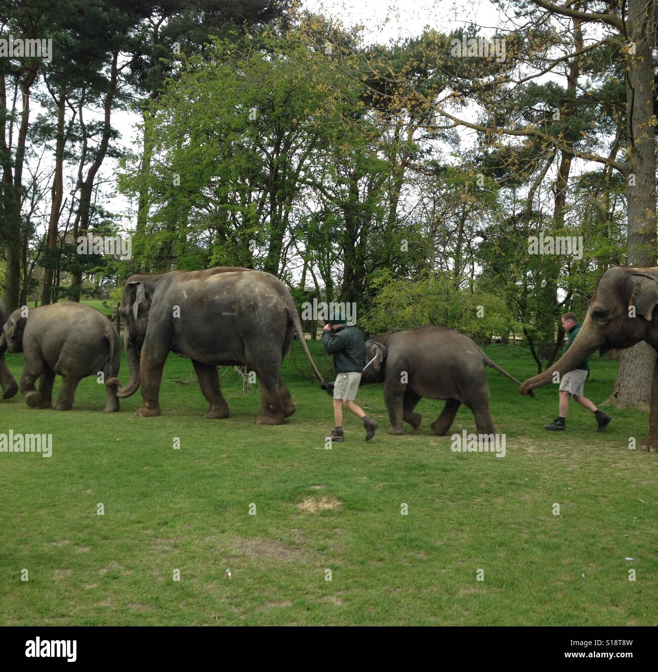 Elephant walk hi-res stock photography and images - Alamy
