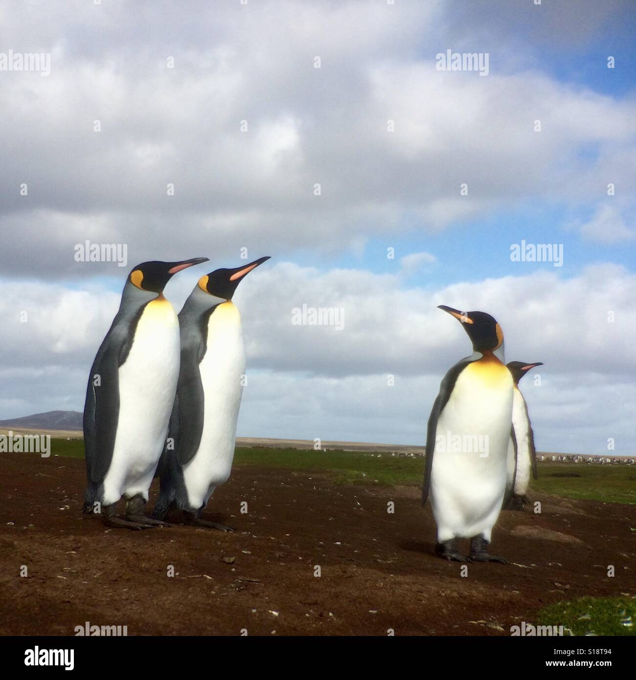 Falkland birds hi-res stock photography and images - Alamy