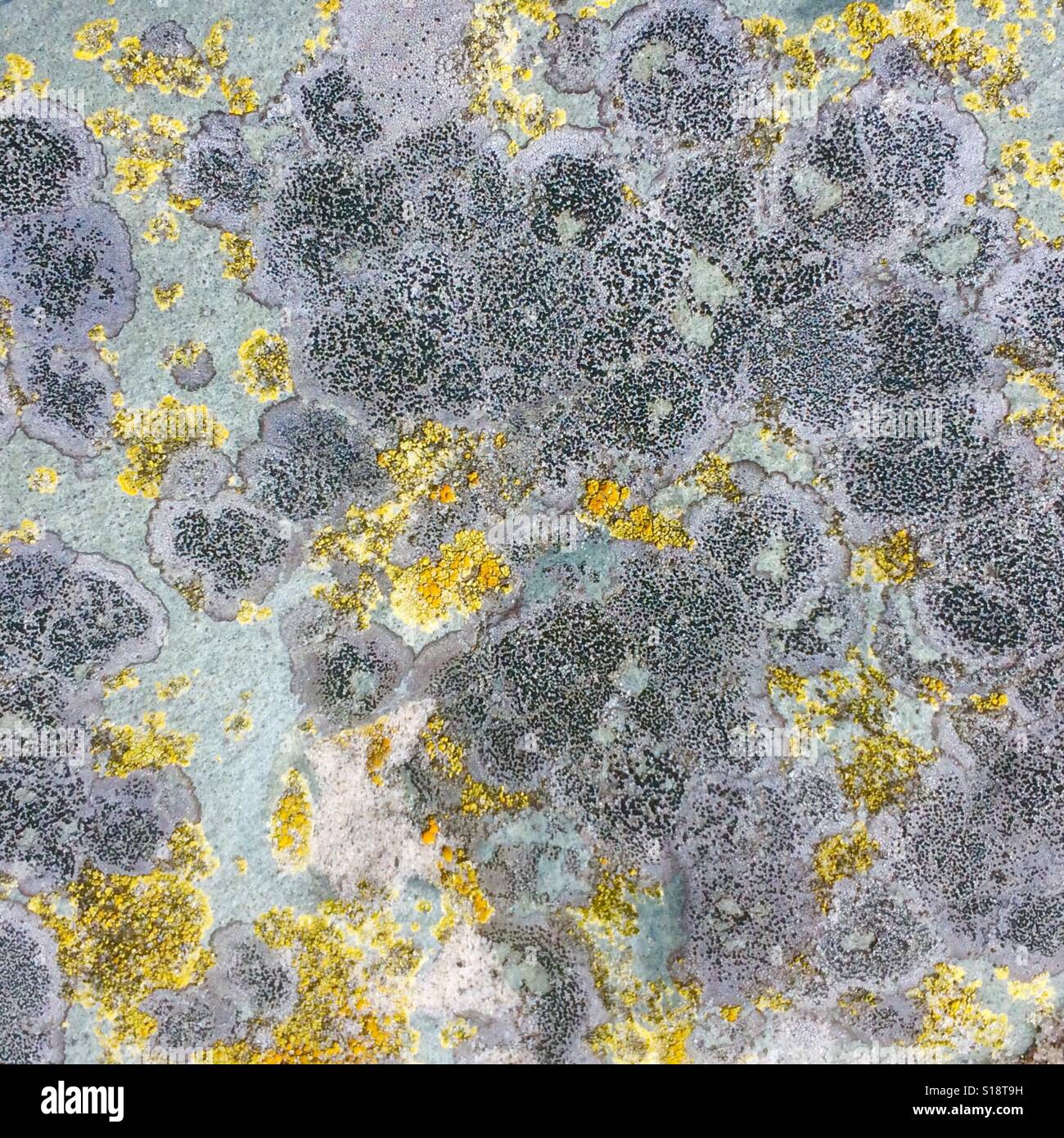 Lichen at the beach hi-res stock photography and images - Alamy