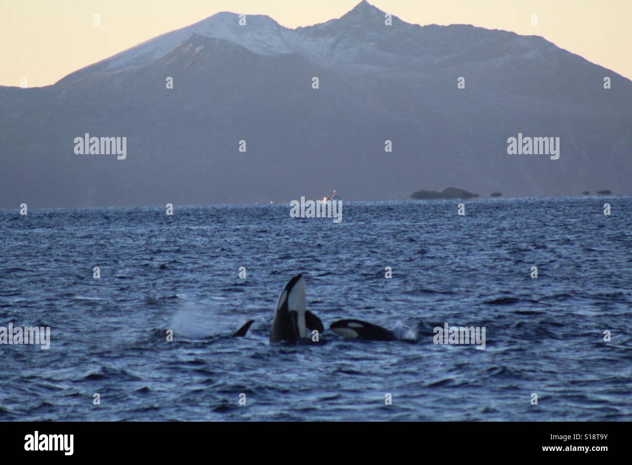 Three orcas, one spy hopping Stock Photo - Alamy
