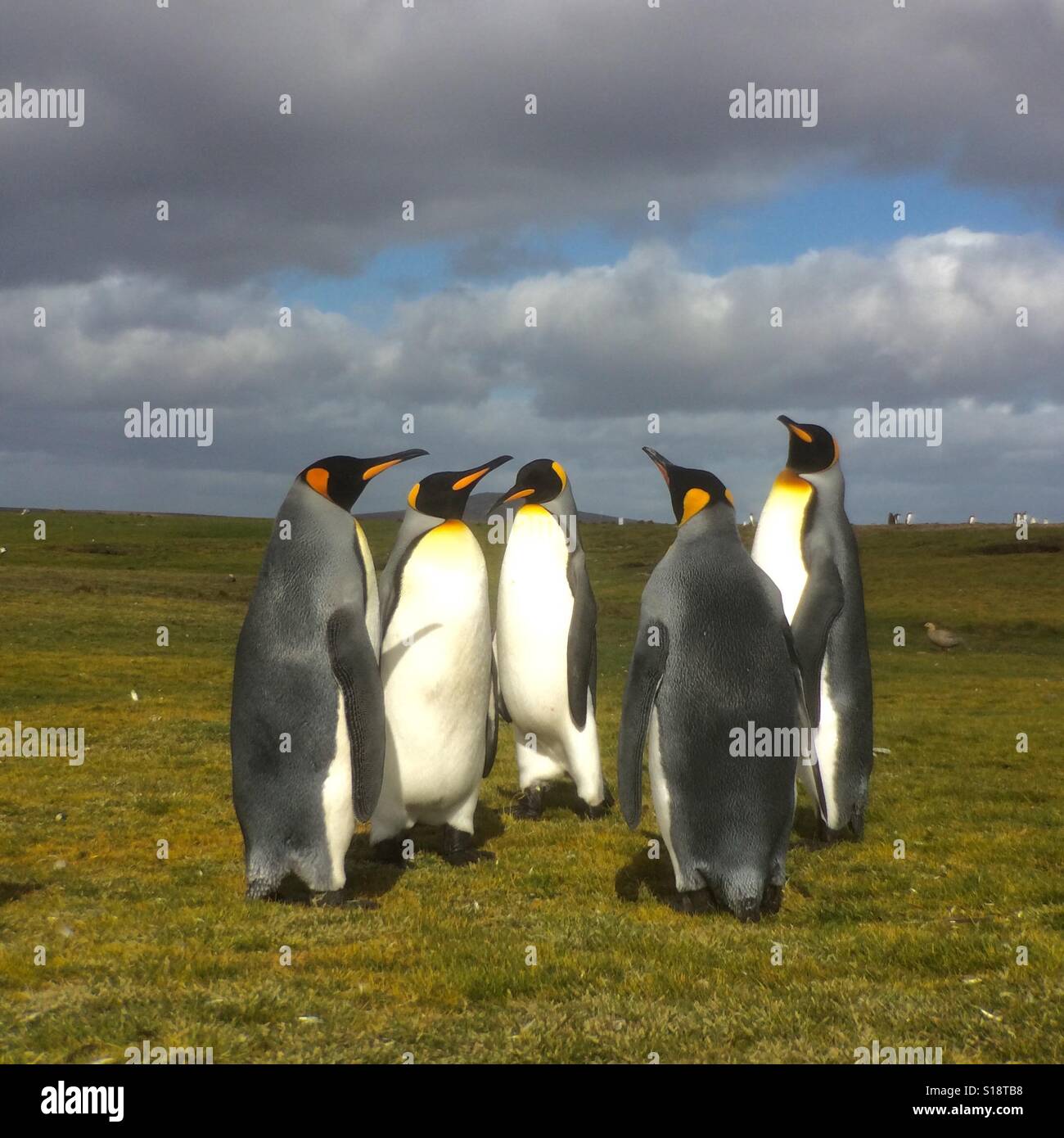 King Penguins, Falkland Islands Stock Photo - Alamy
