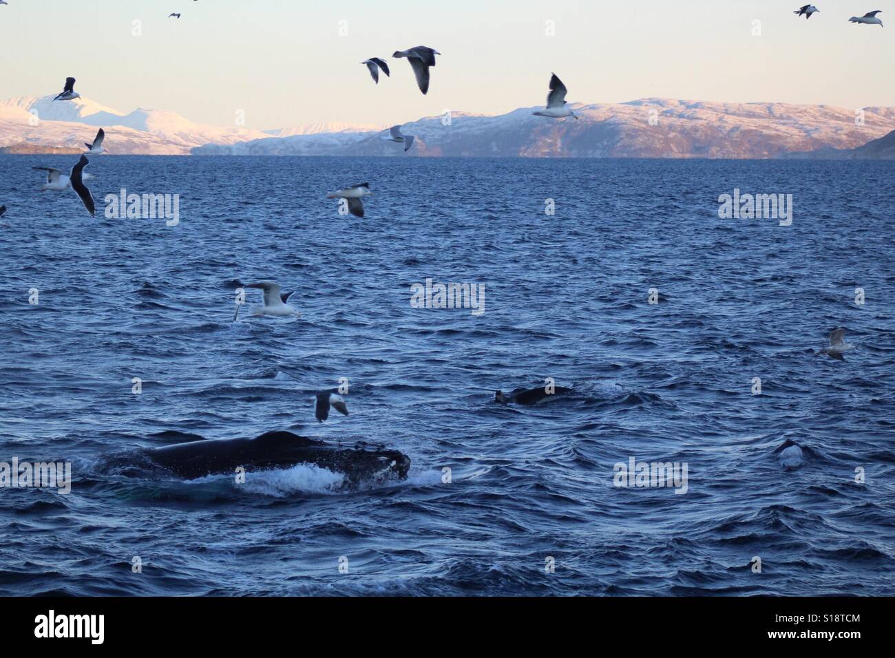 Flying Whales High Resolution Stock Photography and Images - Alamy