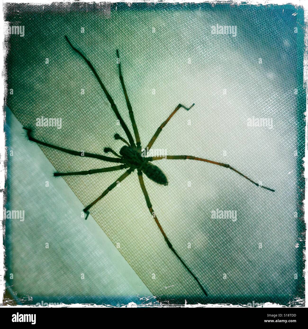 Insect curtain hi-res stock photography and images - Alamy