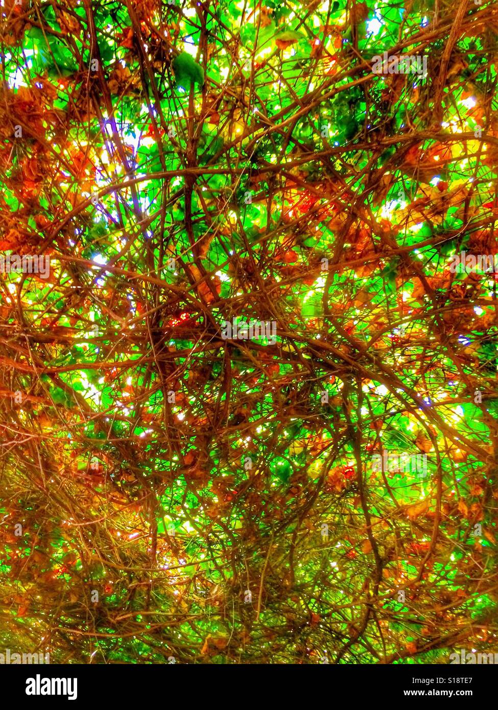 Square for vines hi-res stock photography and images - Alamy