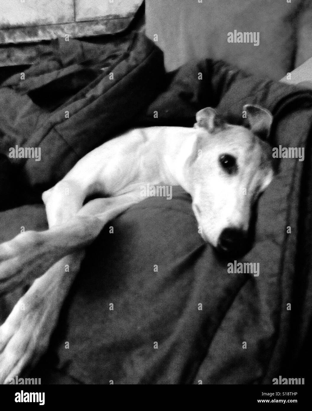 Crossed legs Black and White Stock Photos & Images - Alamy