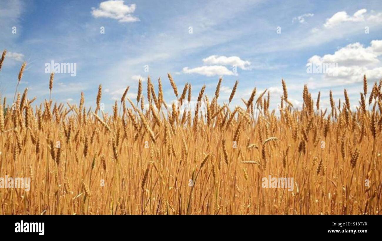 Wheat grains fall hi-res stock photography and images - Alamy
