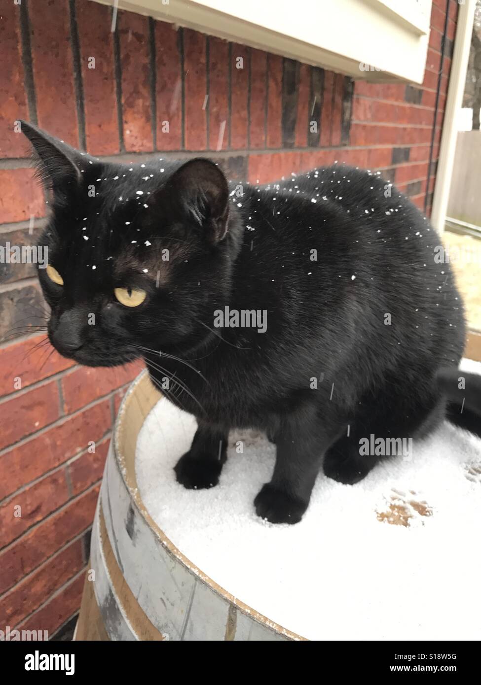 Cold cat hi-res stock photography and images - Alamy