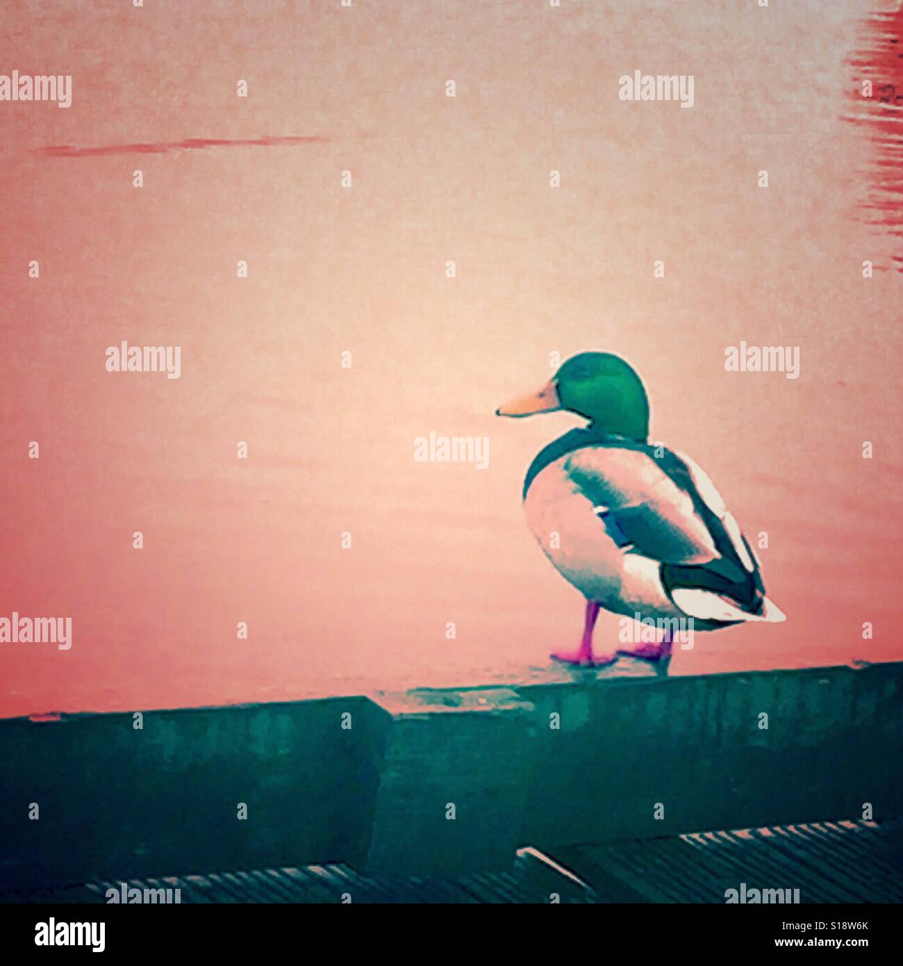 Chilling duck hi-res stock photography and images - Alamy