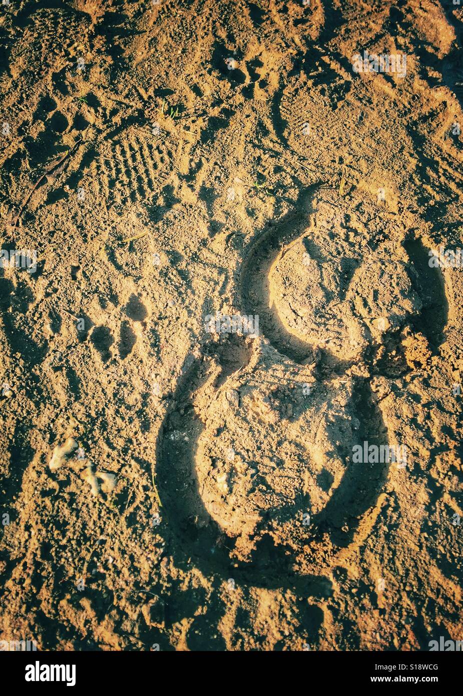 Human footprints dog paw prints hi-res stock photography and images - Alamy