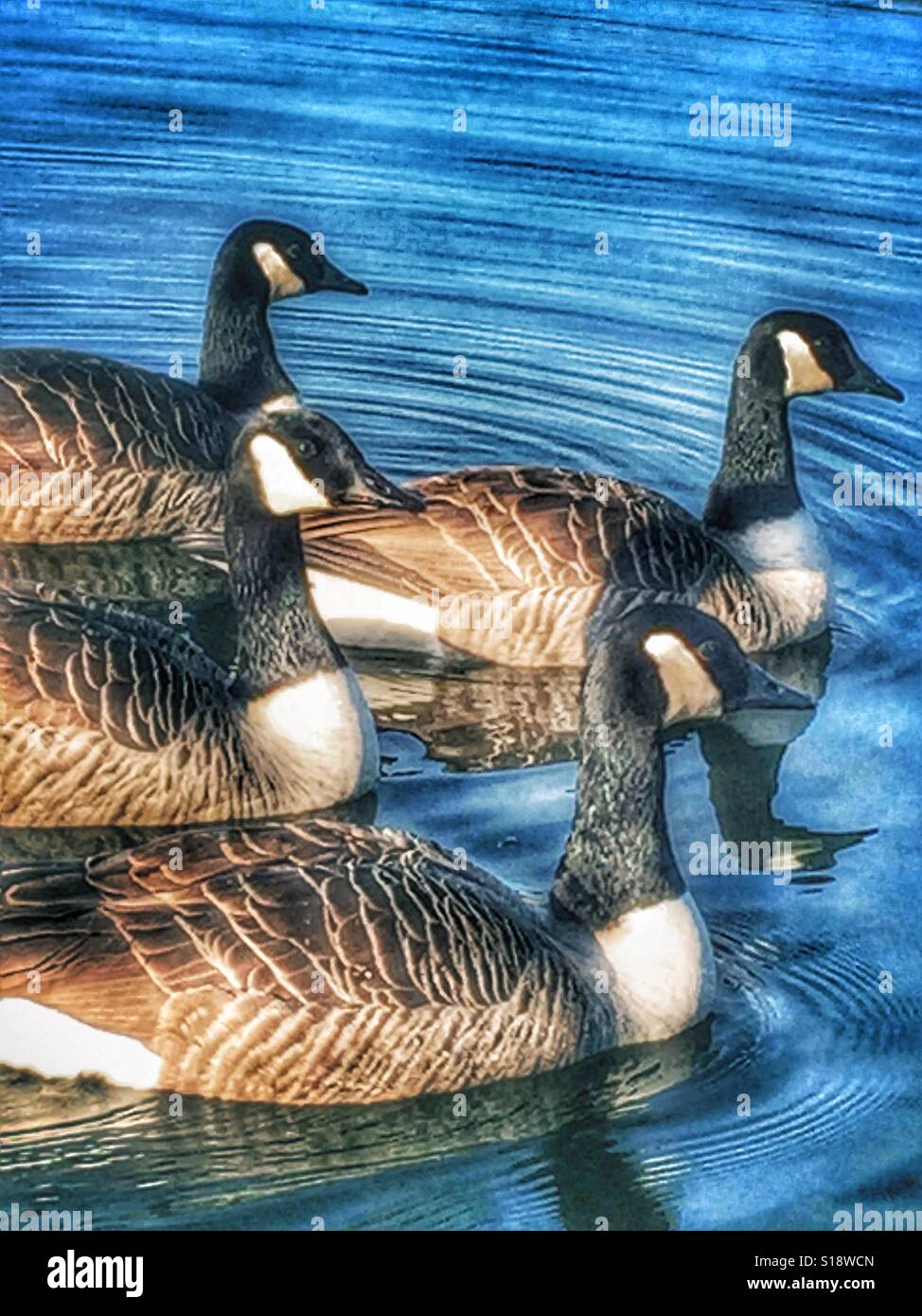 Reflections of geese hi-res stock photography and images - Alamy