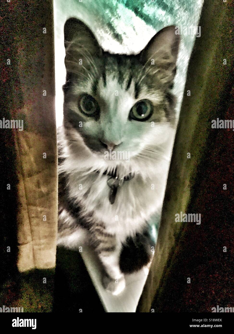 Cat sitting on window sill between the curtains looking up with an ...