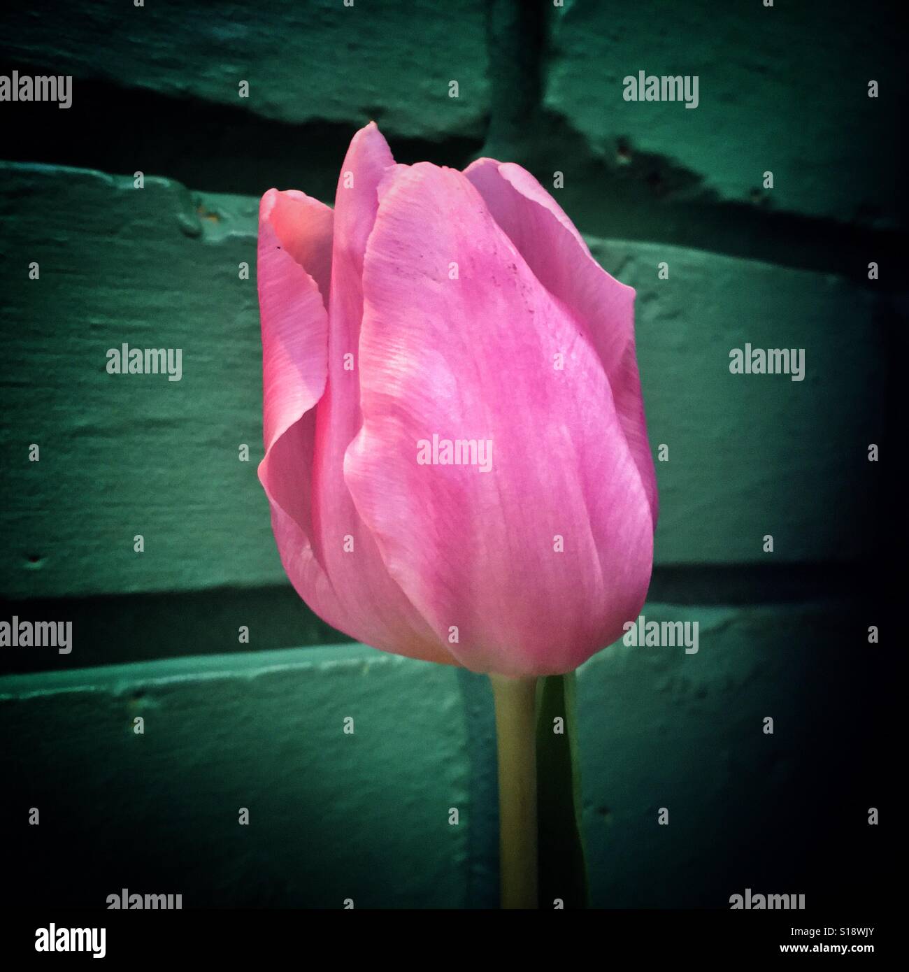 A single pink tulip flower Stock Photo - Alamy