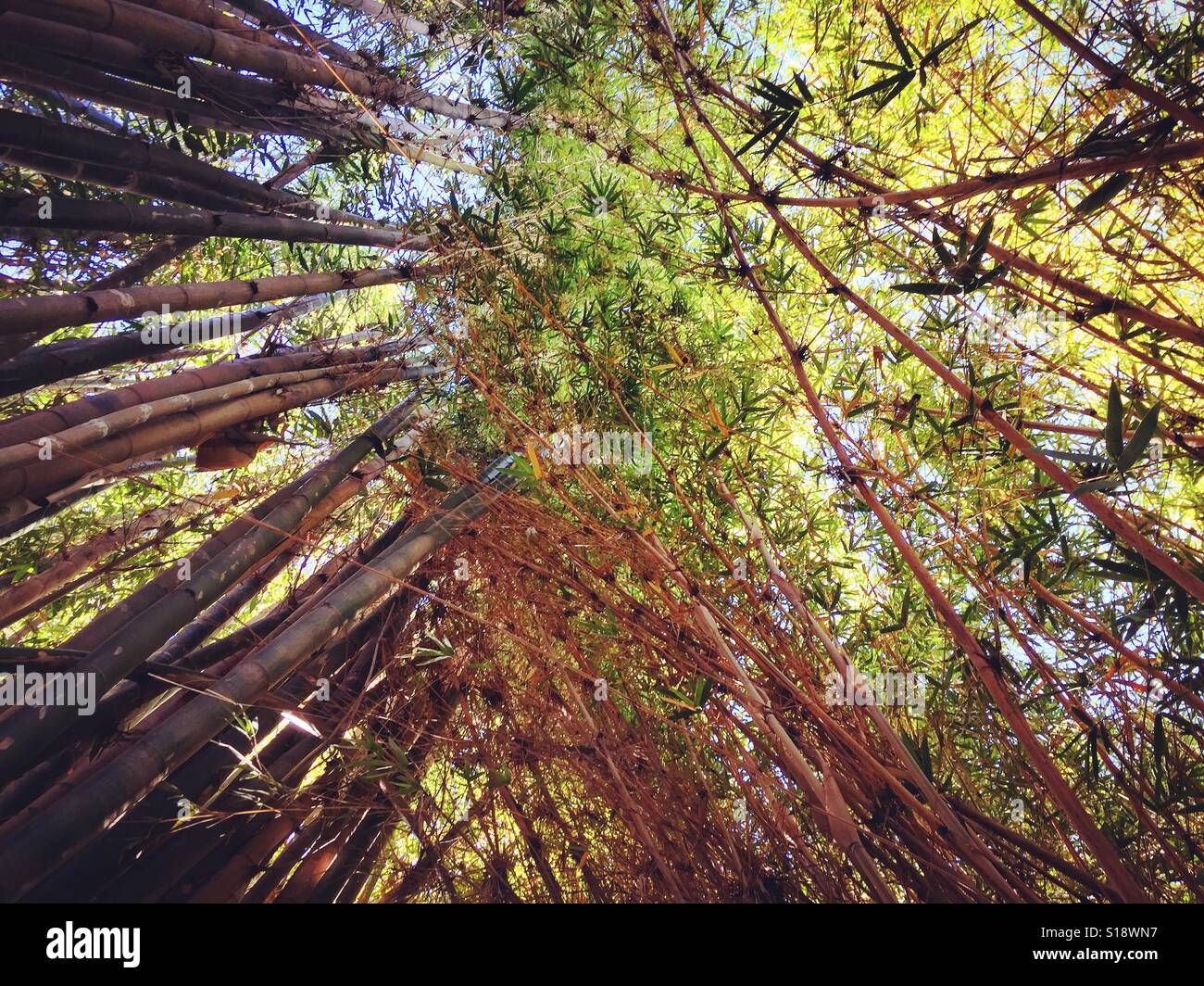 Forest tree tops hi-res stock photography and images - Alamy