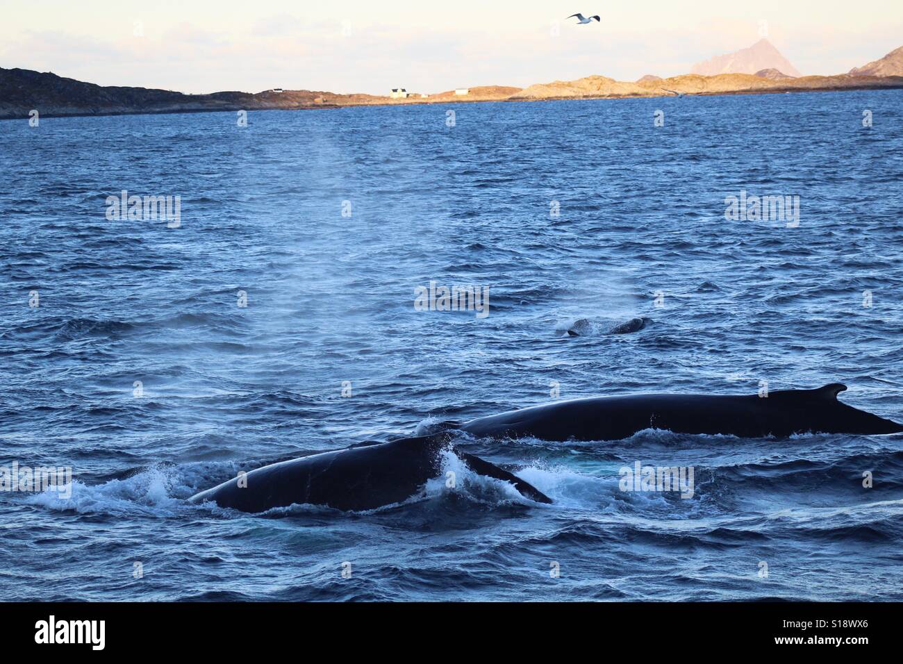 Two blue whales hi-res stock photography and images - Alamy