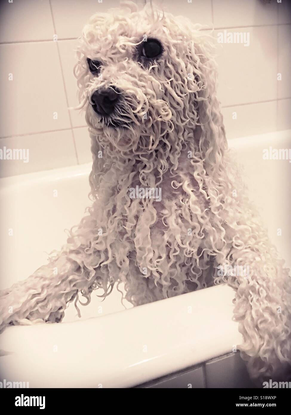 Angry poodle Stock Photo, Royalty Free Image: 310597246 - Alamy