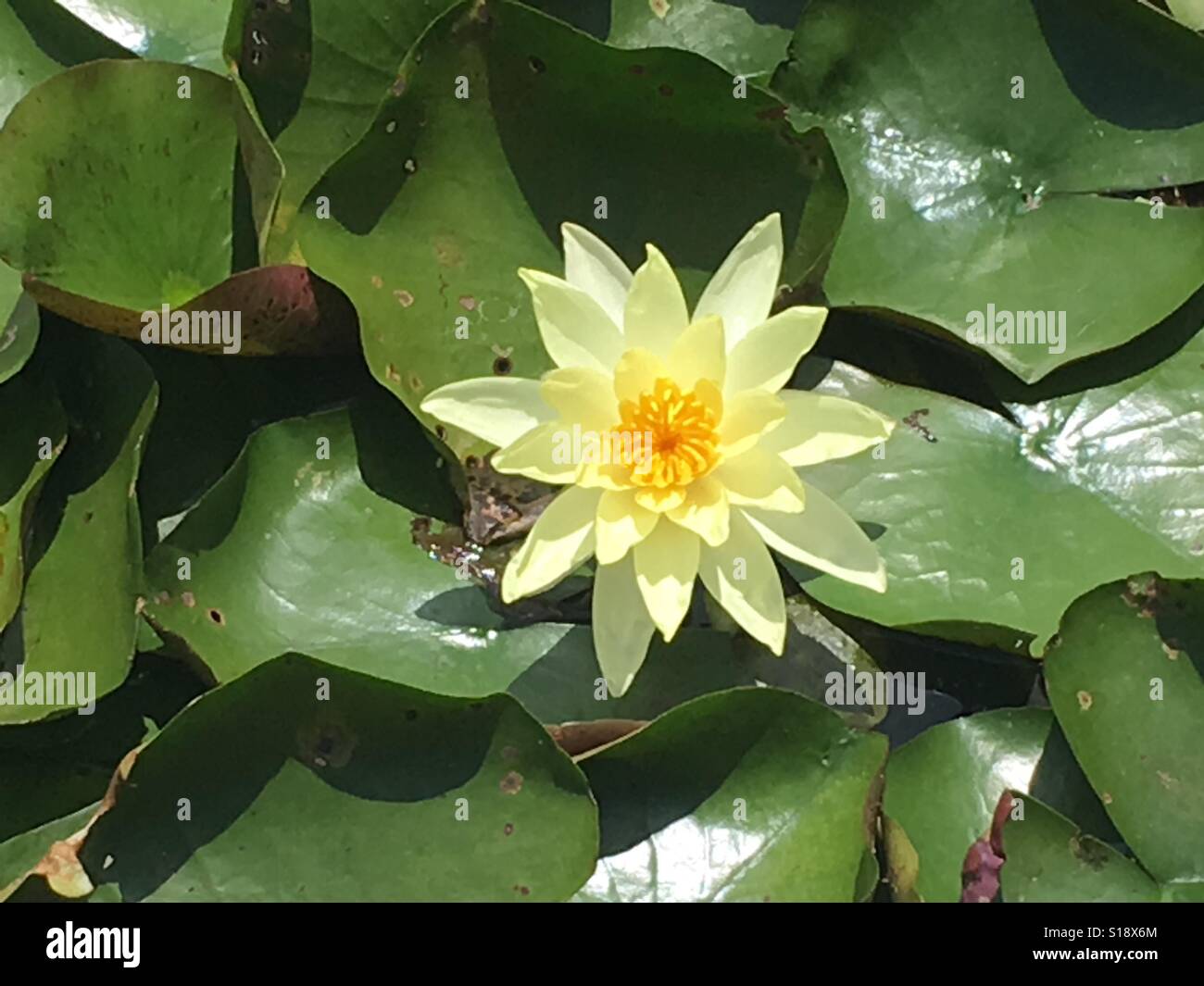 Tropical asian flower hi-res stock photography and images - Alamy