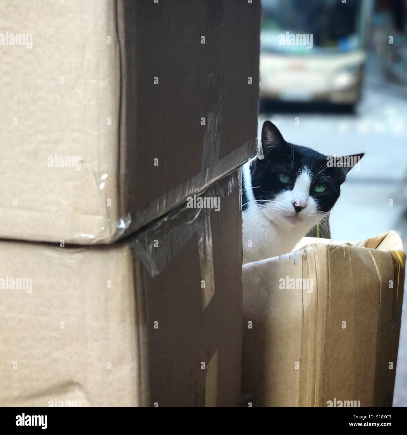 Cat peeking from behind carton boxes Stock Photo - Alamy
