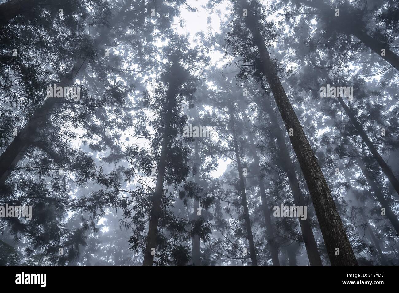 Xitou forest hi-res stock photography and images - Alamy
