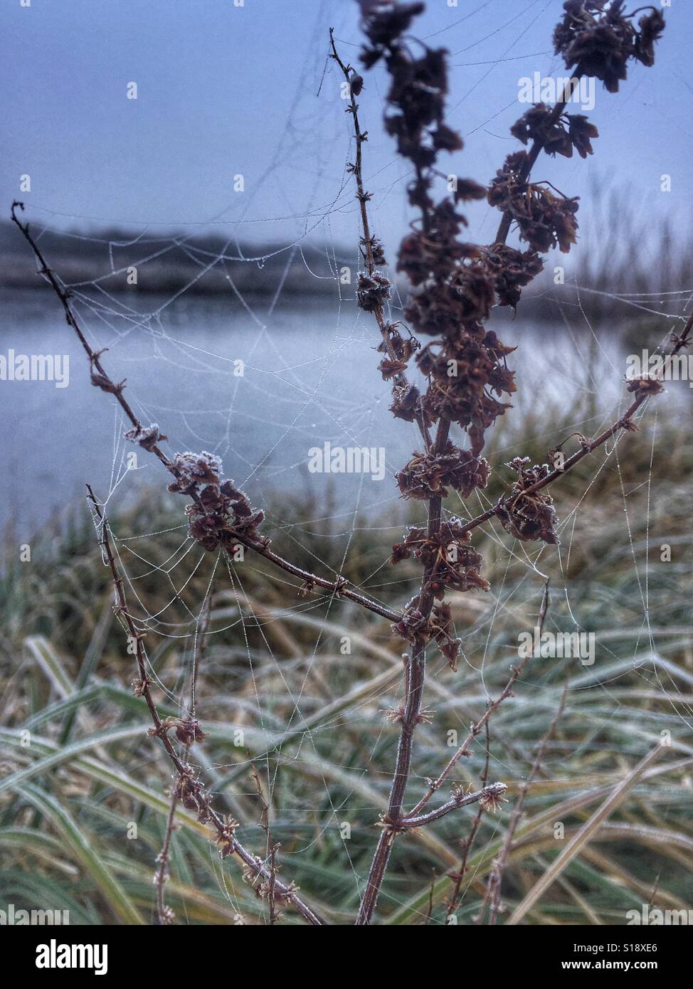 Spider webs on grass hi-res stock photography and images - Alamy
