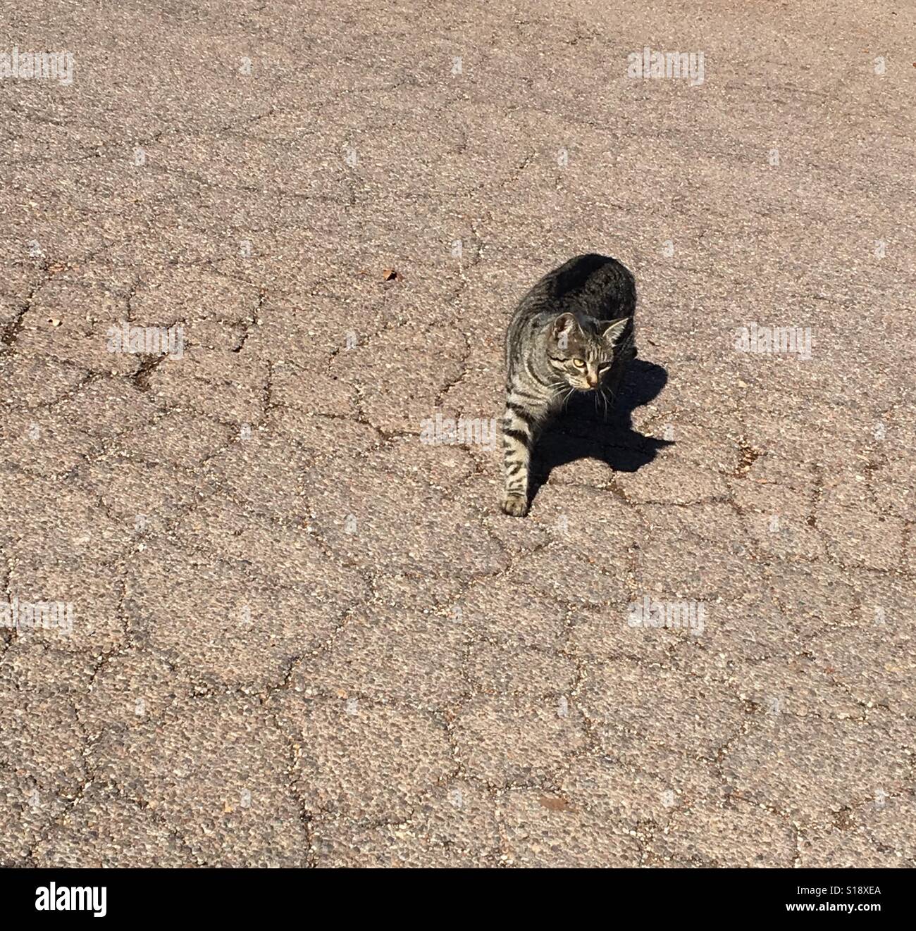 Cat Crossing High Resolution Stock Photography and Images - Alamy