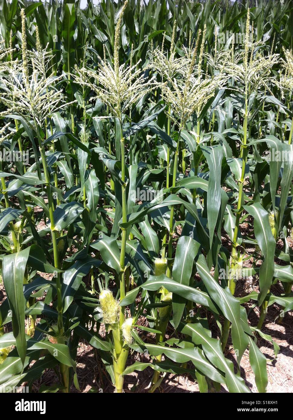 Sweet corn field hi-res stock photography and images - Alamy