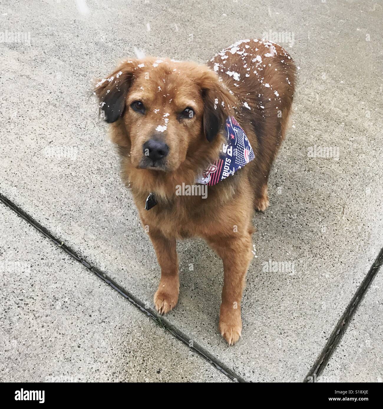 Puppy snowing hi-res stock photography and images - Alamy