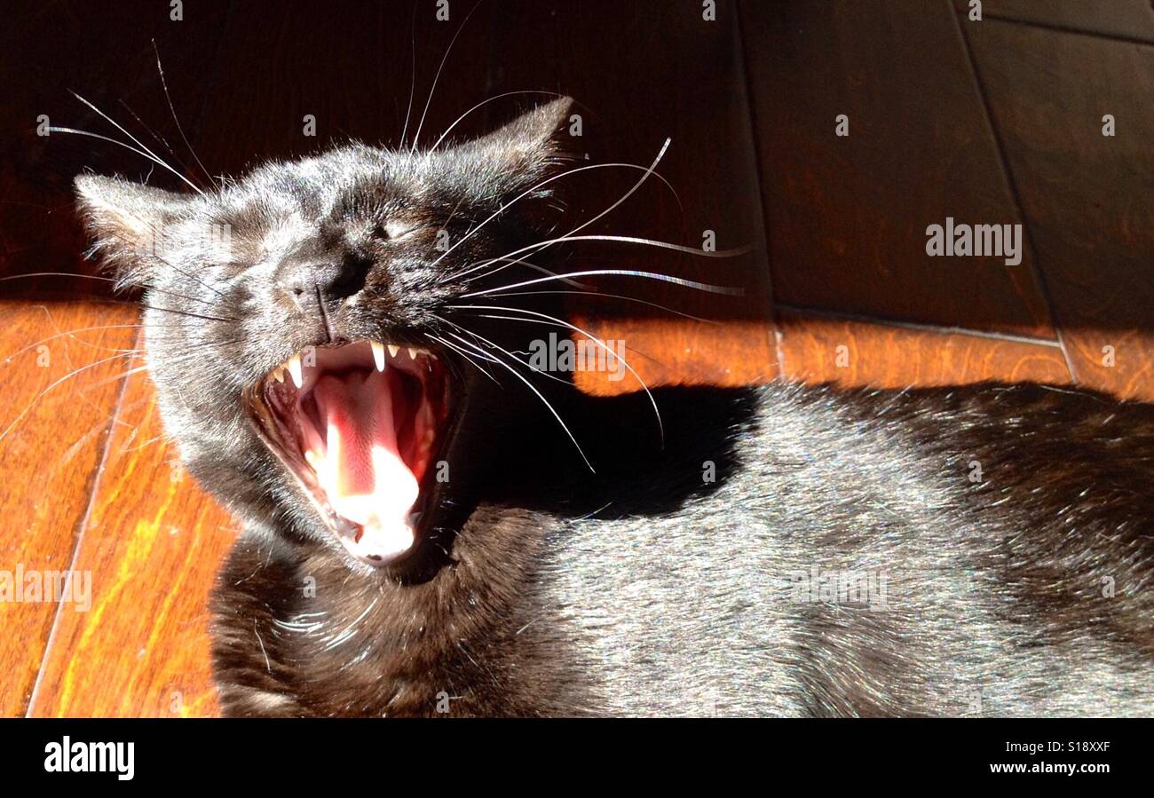 Tired animals hi-res stock photography and images - Alamy