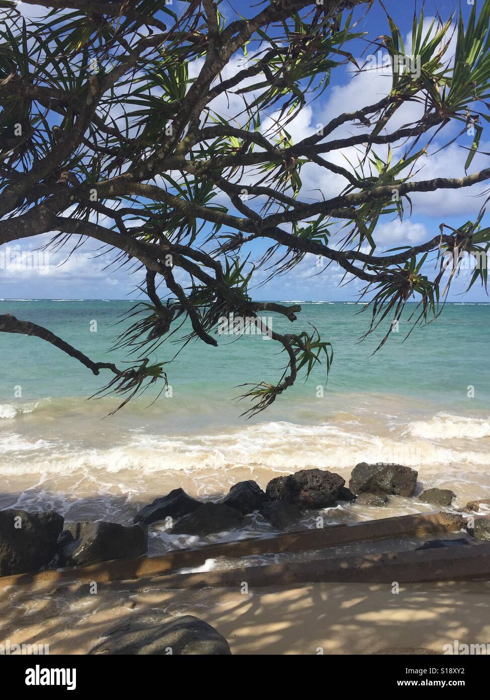 Beach front tree hi-res stock photography and images - Alamy