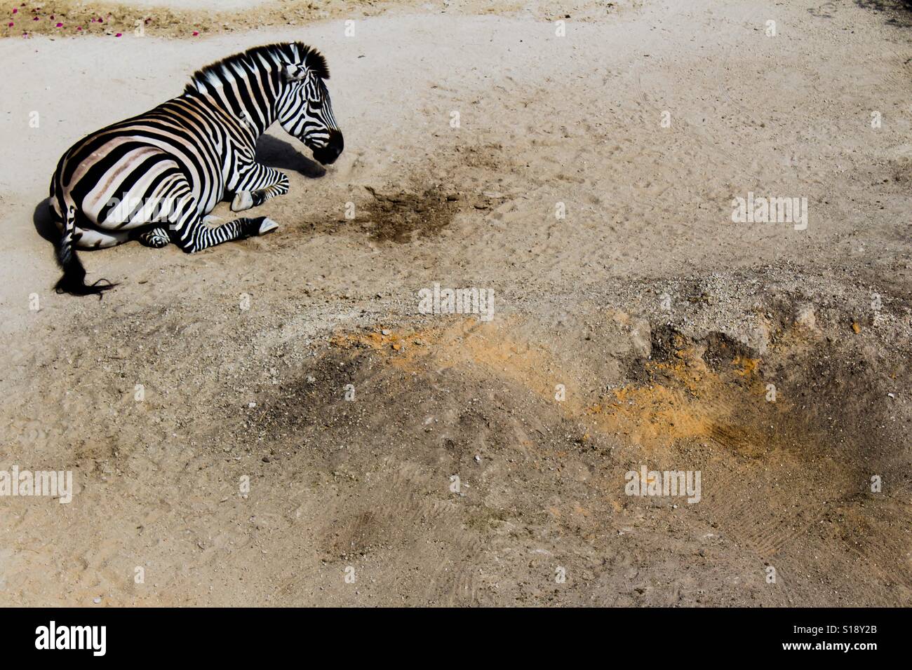 Lying zebra hi-res stock photography and images - Alamy