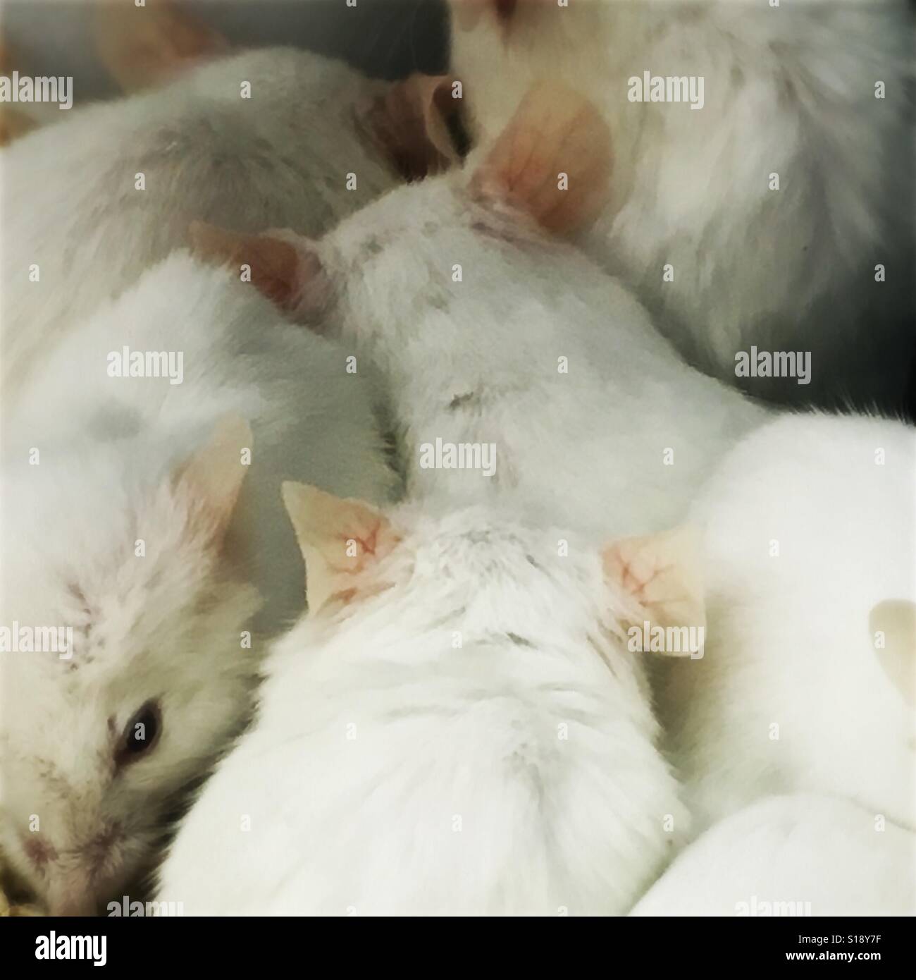 Lab mice hi-res stock photography and images - Alamy