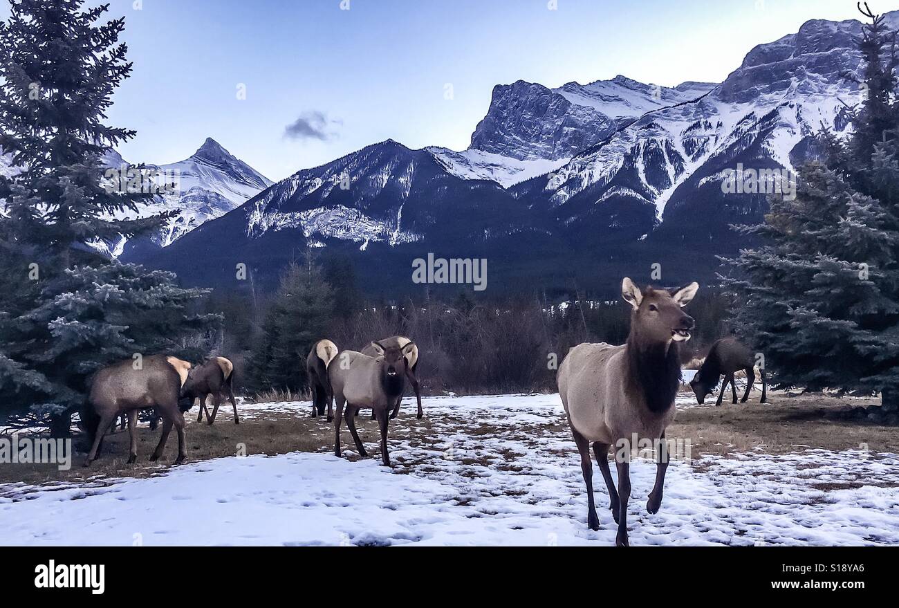 Elk mountains hi-res stock photography and images - Alamy