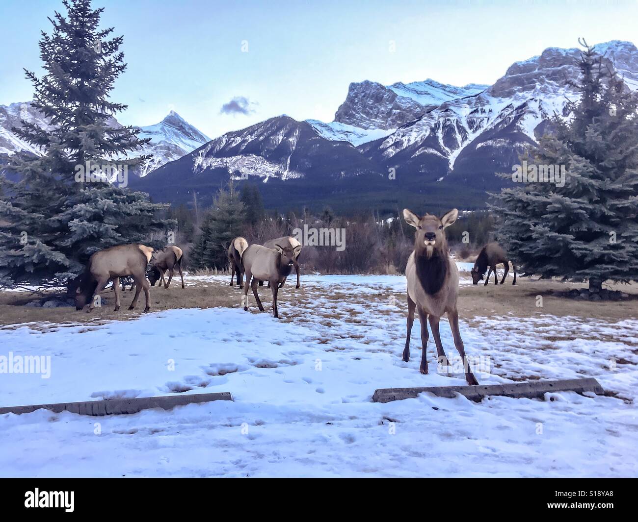 Beautiful elk hi-res stock photography and images - Alamy