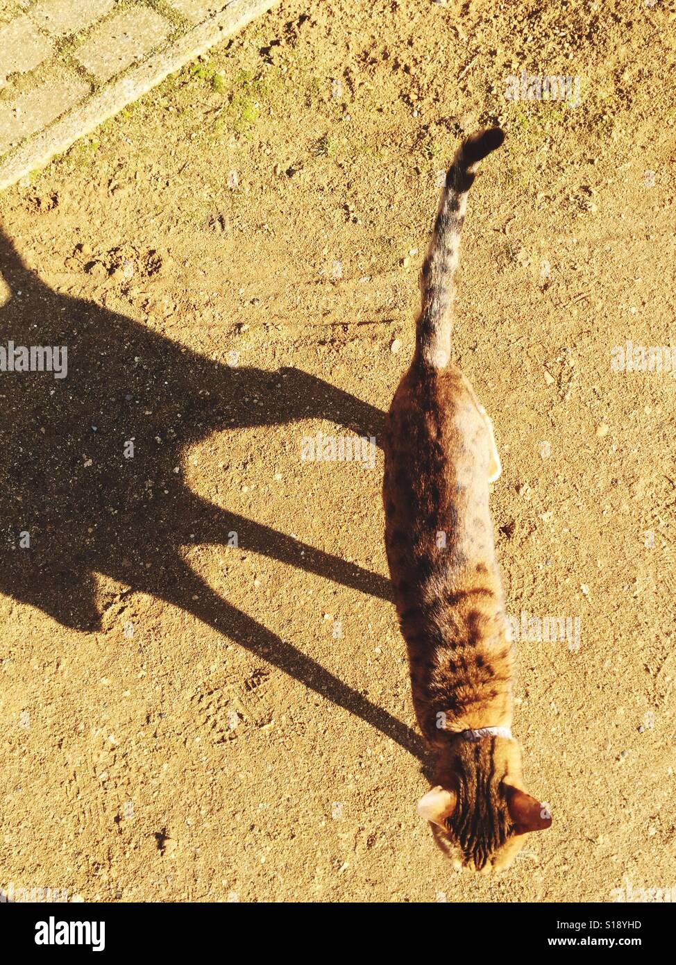 Cats shadow hi-res stock photography and images - Alamy