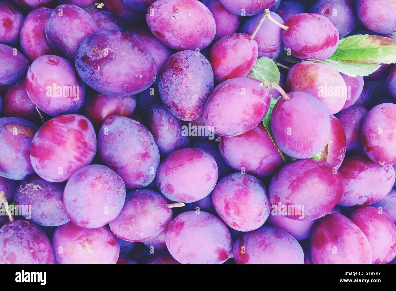 English plums hi-res stock photography and images - Alamy