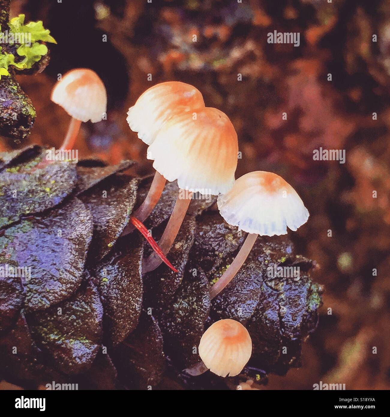 Forest fungi hi-res stock photography and images - Alamy