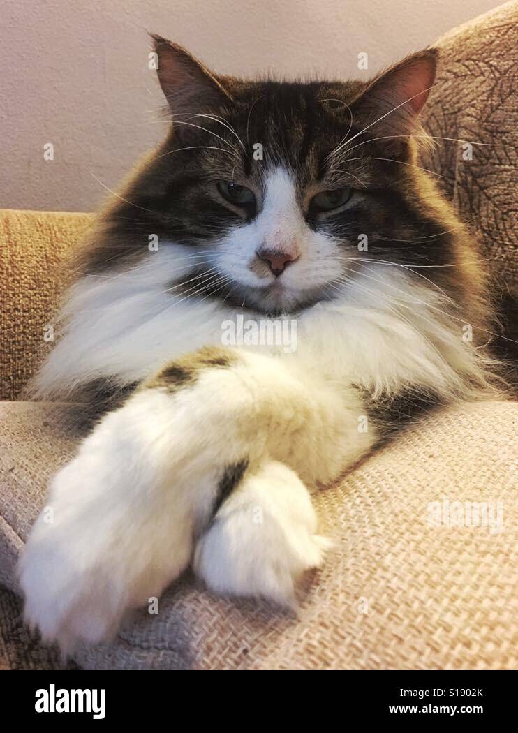 Paws crossed cat hi-res stock photography and images - Alamy
