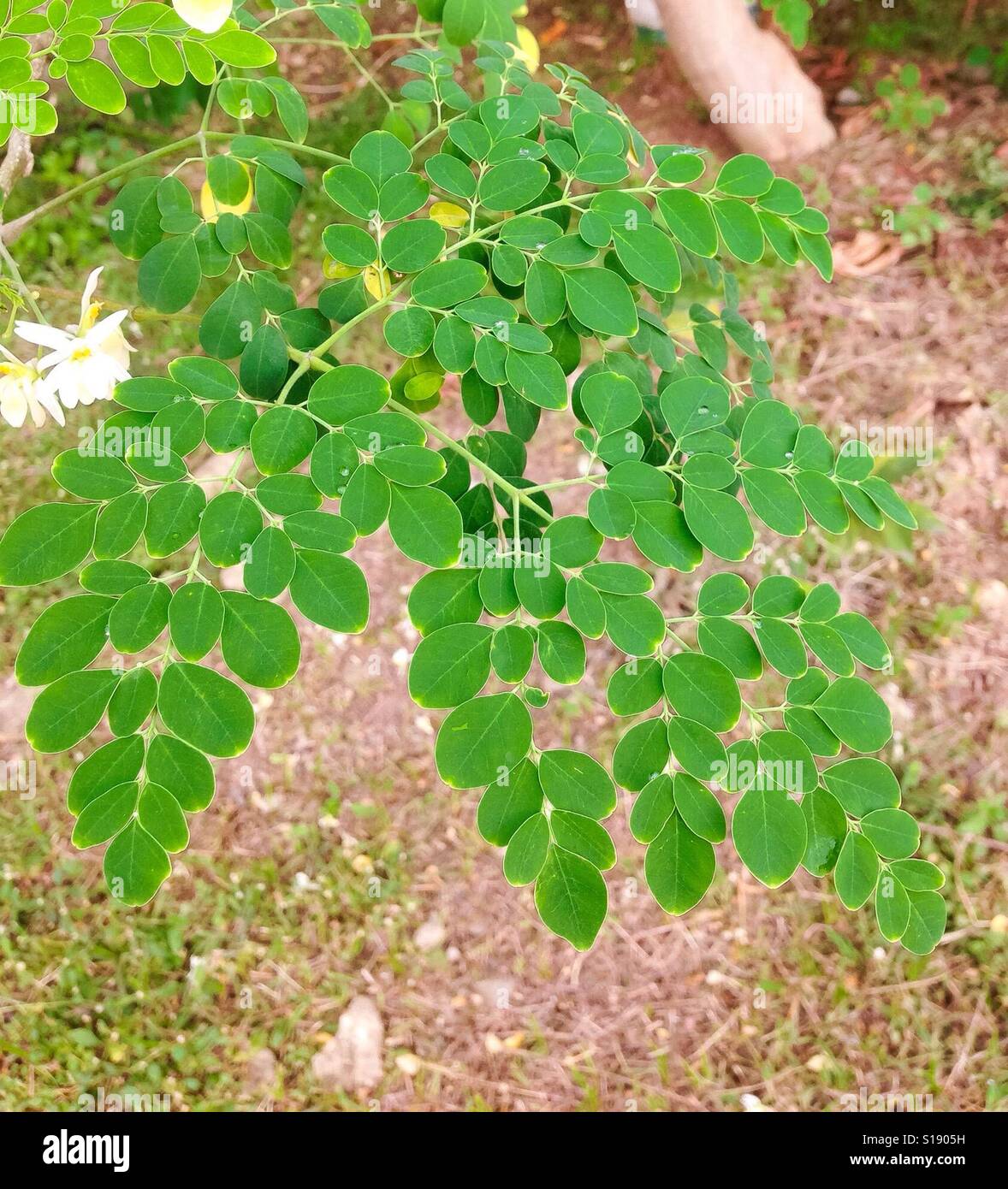 Malunggay hi-res stock photography and images - Alamy