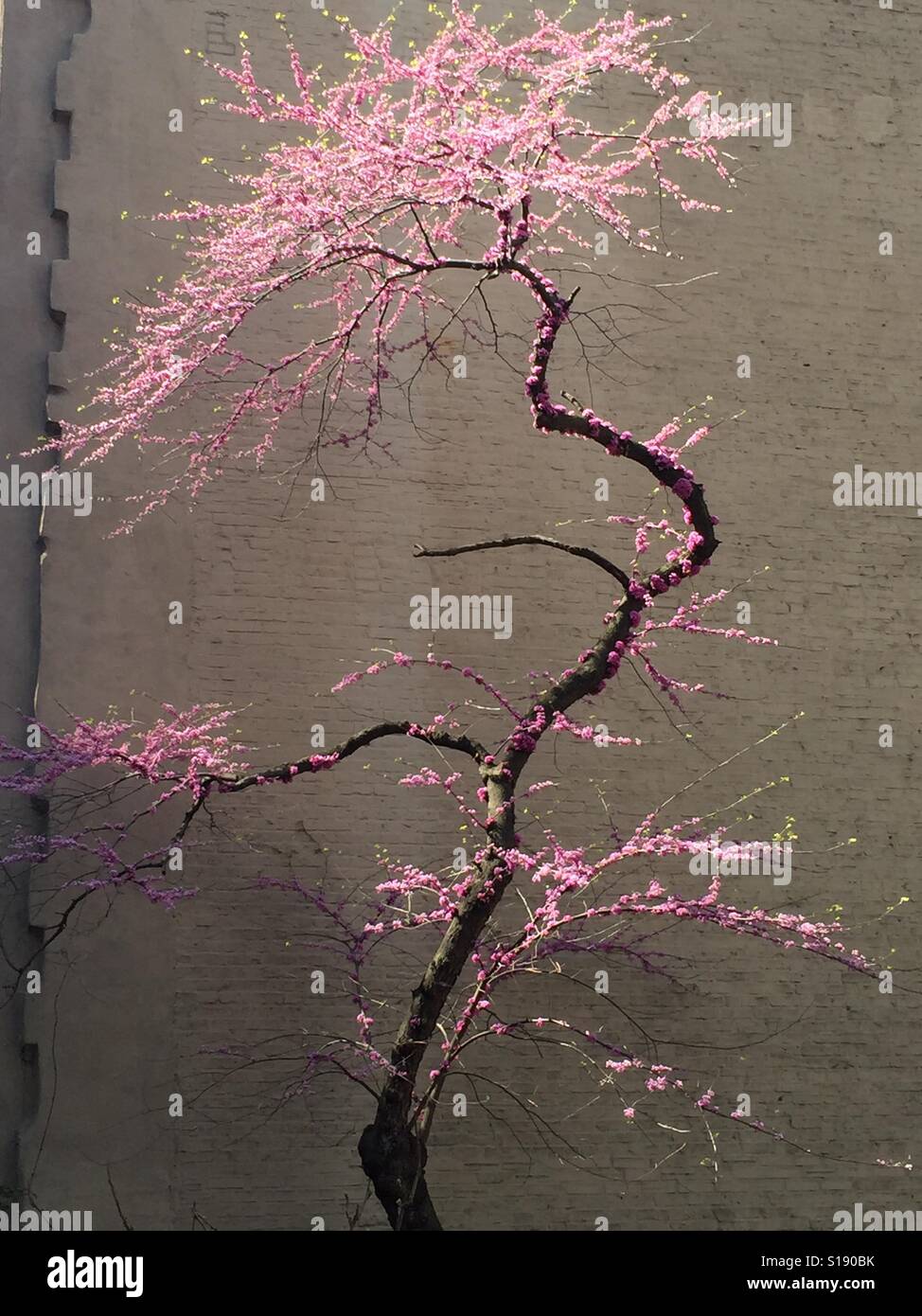 Tao photography hi-res stock photography and images - Alamy