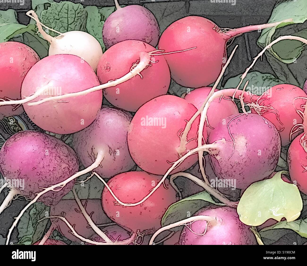 Painterly bunch of red and purple radishes at the market Stock Photo ...