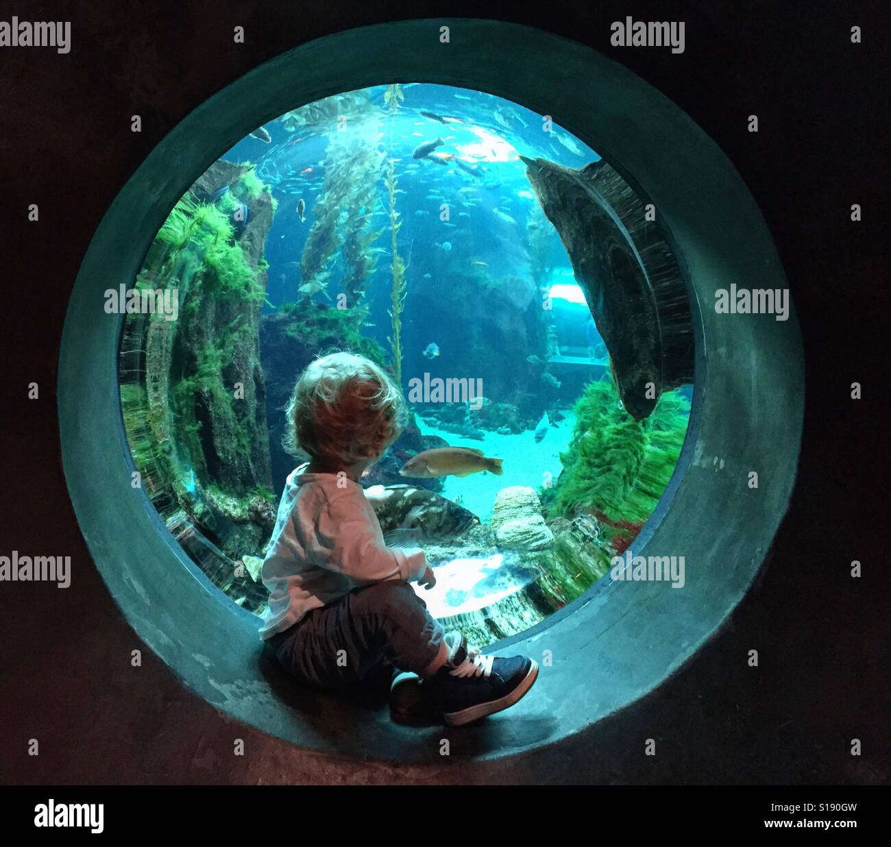 Child watching fish tank hi-res stock photography and images - Alamy