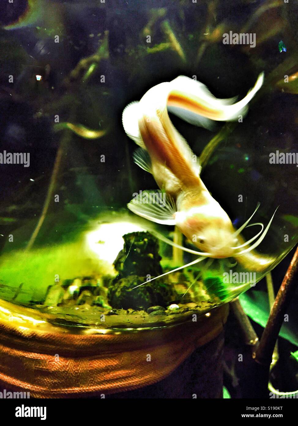 Fish in a tank Stock Photo - Alamy