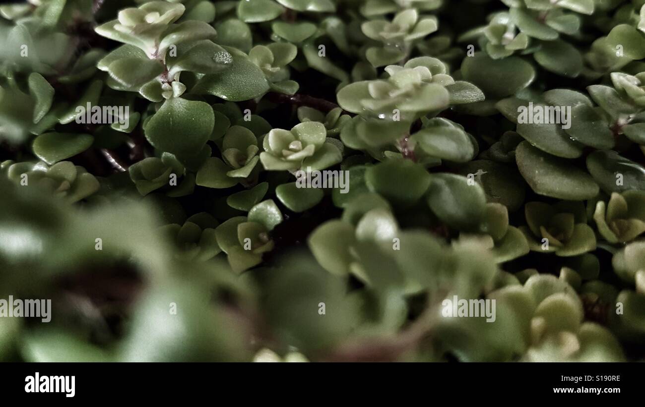 Closeup greenery hi-res stock photography and images - Alamy