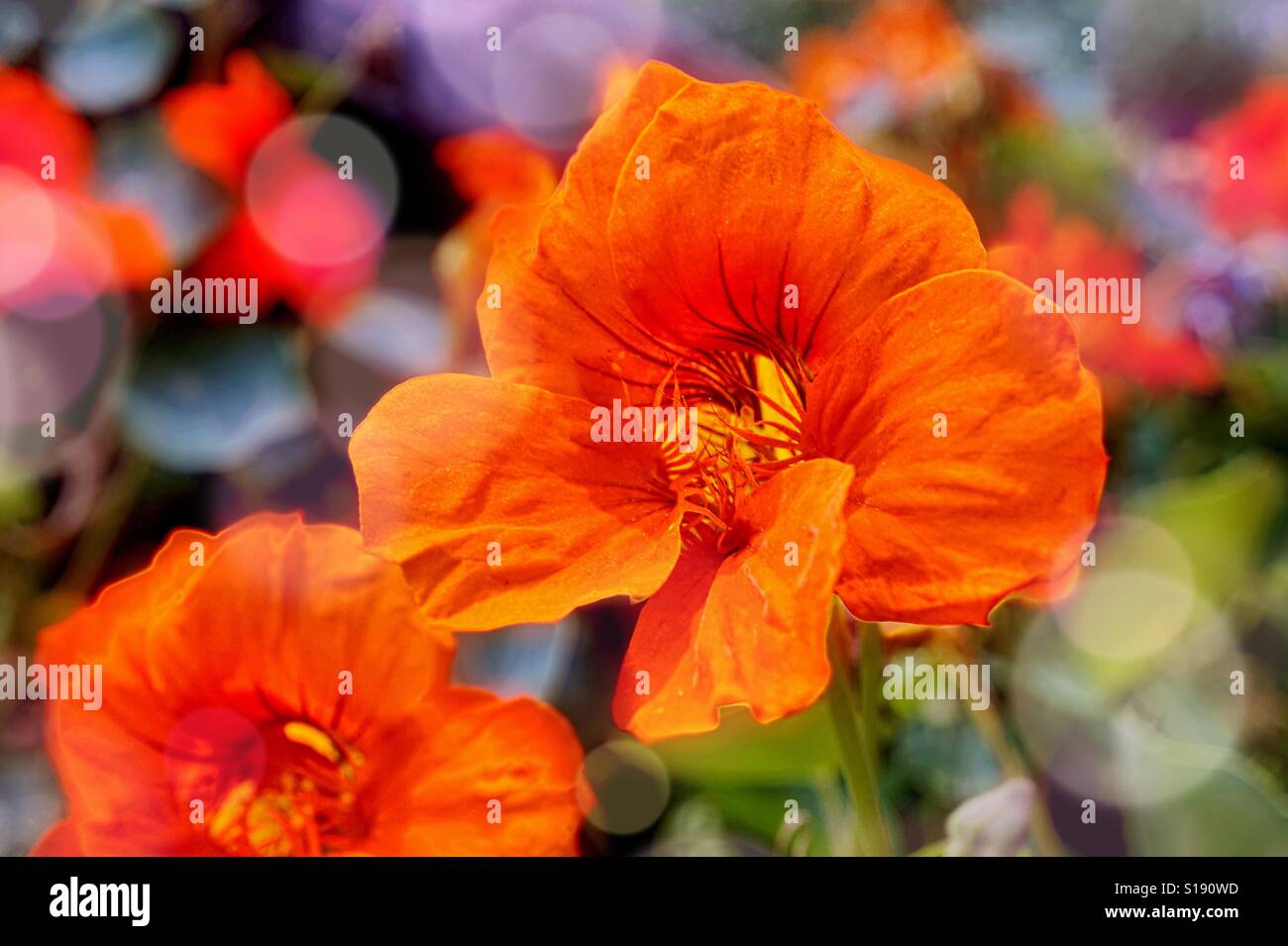 Color me red Stock Photo - Alamy