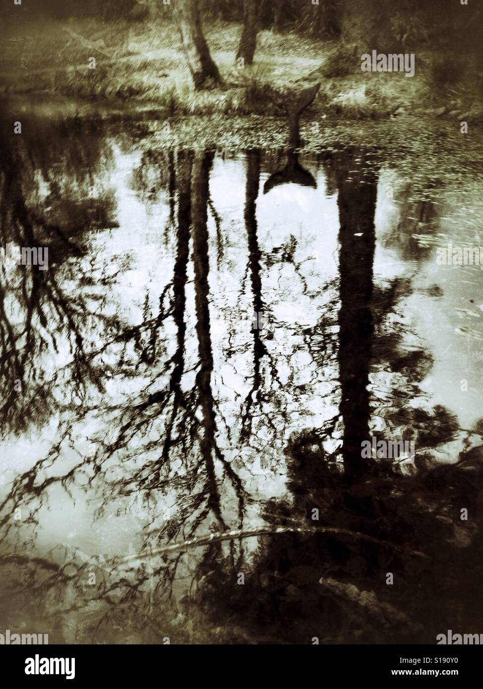 Trees reflected in still water Stock Photo - Alamy