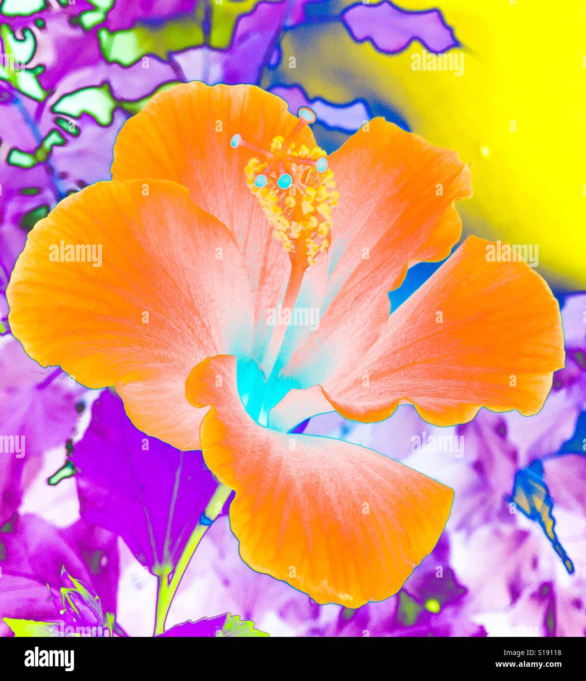 A colour pop Hibiscus flower Stock Photo - Alamy