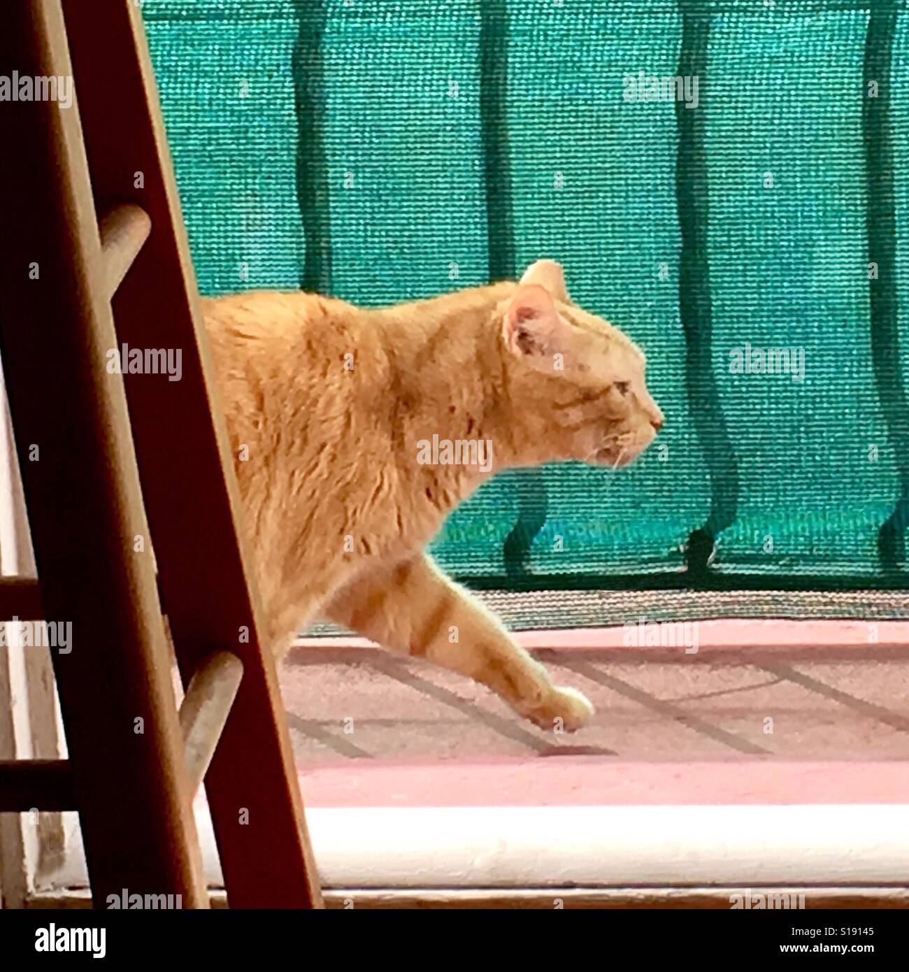 Stalking cat hi-res stock photography and images - Alamy