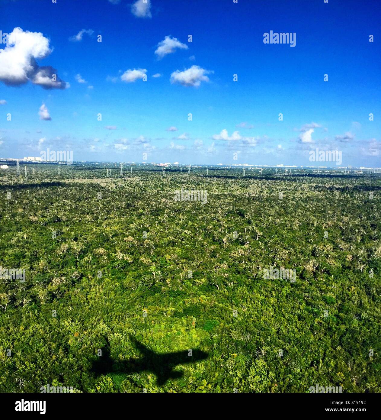Jungle fly hi-res stock photography and images - Alamy